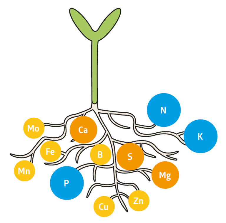 All plant nutrients are essential for optimal growth - Kekkilä Professional