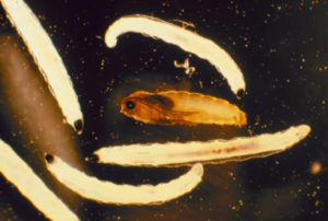 The control of fungus gnats in your greenhouse - Kekkilä Professional