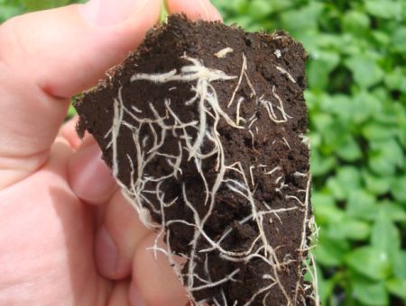 Substrates for Seed propagation - Kekkilä Professional