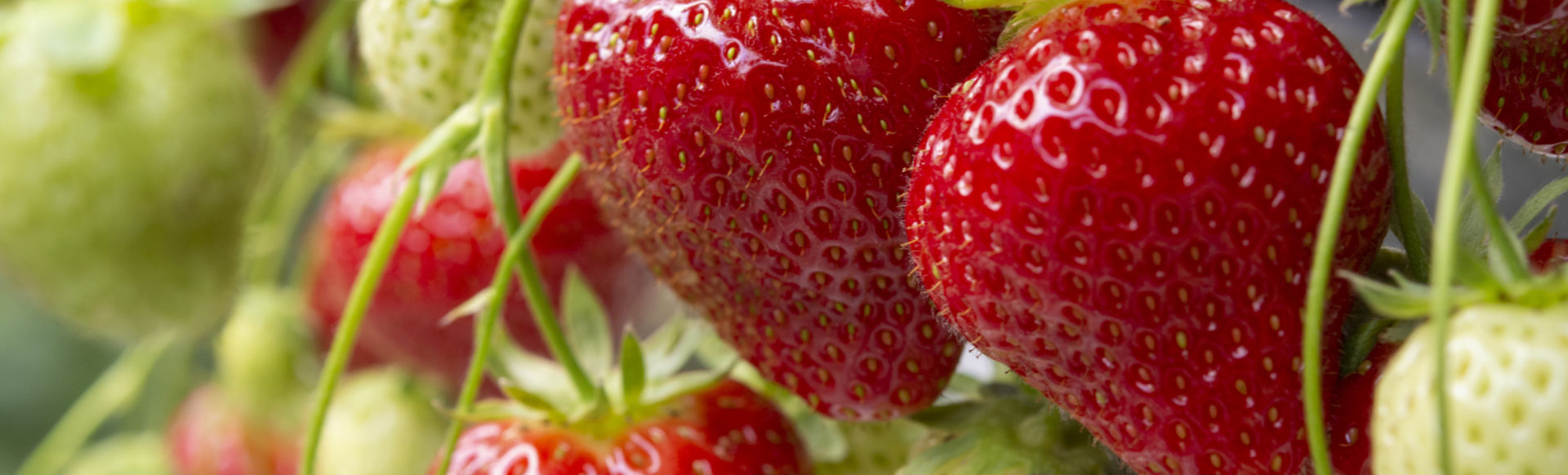 How to control strawberry taste - Kekkilä Professional