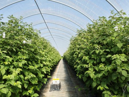 Substrates for Soft fruits - Kekkilä Professional growing media for berries