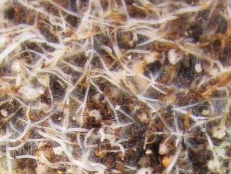 Substrates for cuttings - Kekkilä Professional