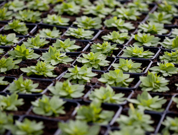 Substrates with wood fiber Flow - Kekkilä Professional growing media