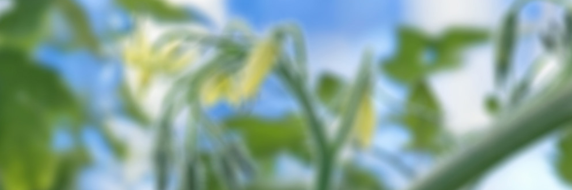 A greener future through innovative substrates - Kekkilä Professional
