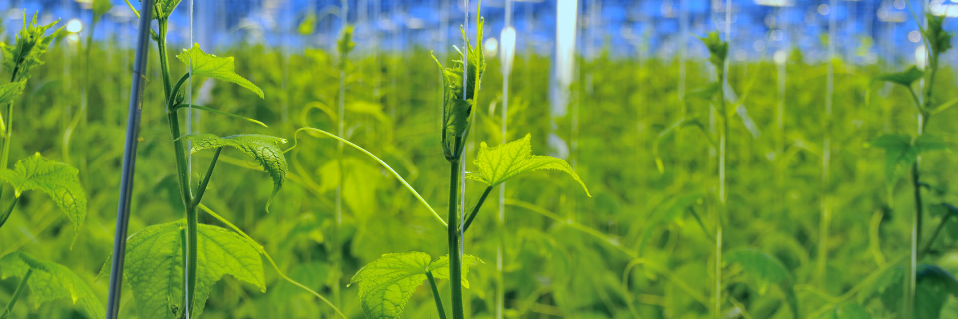 Fertilisers for horticulture - Kekkilä Professional