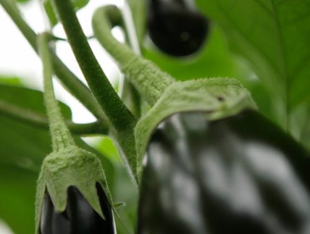 Substrates for hydroponic Vegetables - Kekkilä Professional growing media