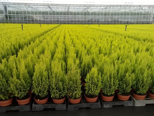 Growing media for Nursery stocks - Kekkilä Professional substrates