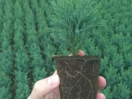 Substrates for cuttings - Kekkilä Professional