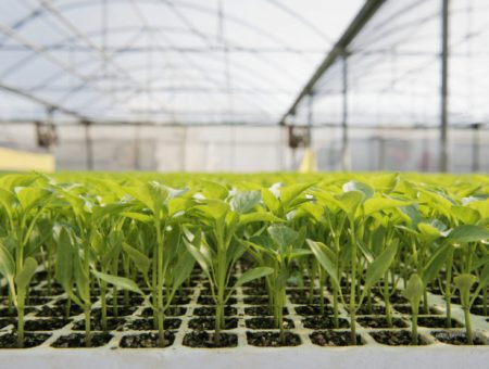 Substrates for Seed propagation - Kekkilä Professional