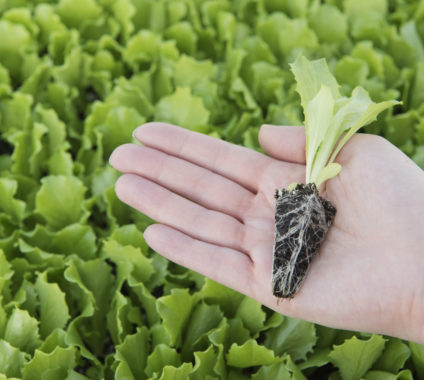 Kekkilä Starter fertilisers - Kekkilä Professional