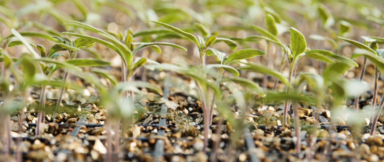 Tomato Propagation in easy steps - Kekkilä Professional