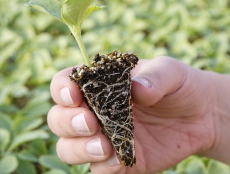 Substrates for Seed propagation - Kekkilä Professional