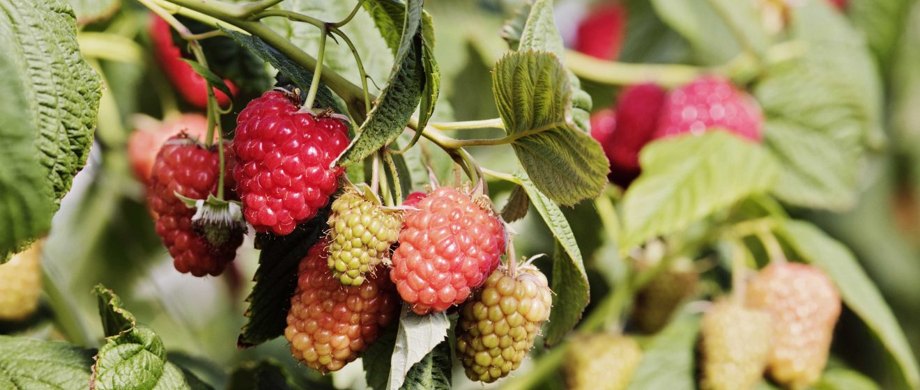 How to choose your substrate for raspberries - Kekkilä Professional