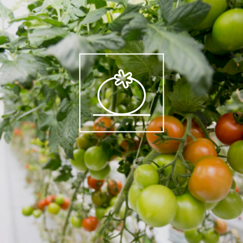 Substrates for hydroponic Vegetables - Kekkilä Professional growing media