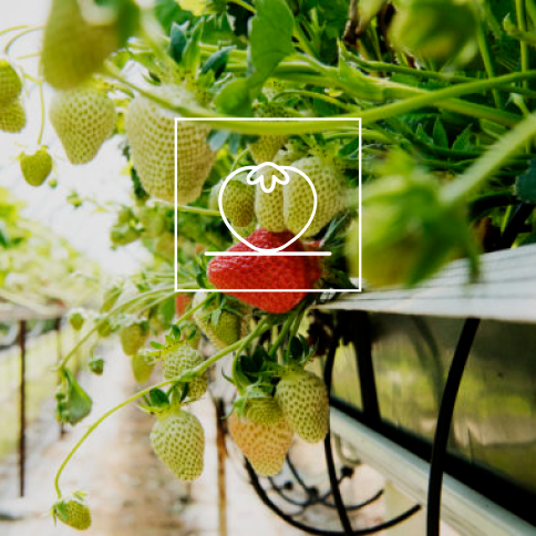 Substrates for Soft fruits - Kekkilä Professional growing media for berries