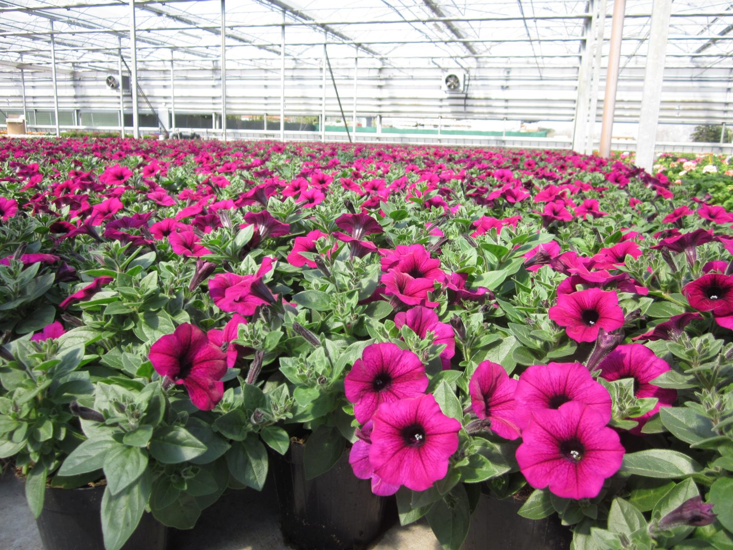 Substrates with wood fiber Flow - Kekkilä Professional growing media