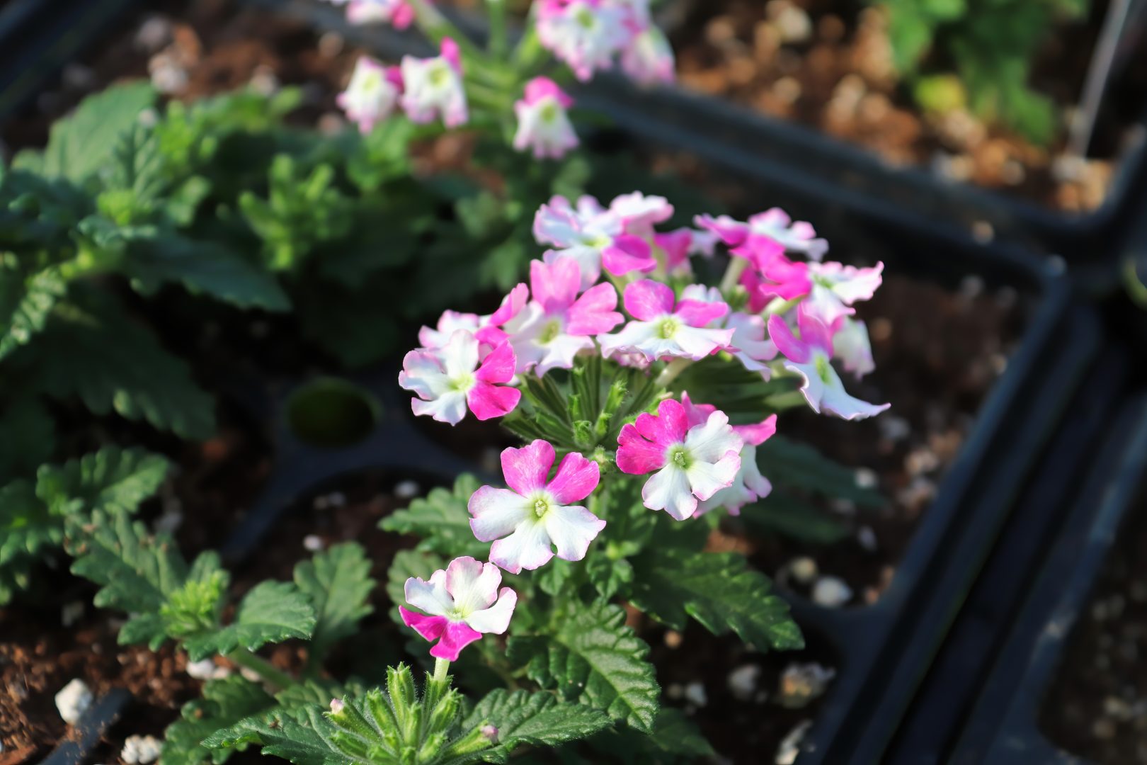 Substrates with wood fiber Flow - Kekkilä Professional growing media