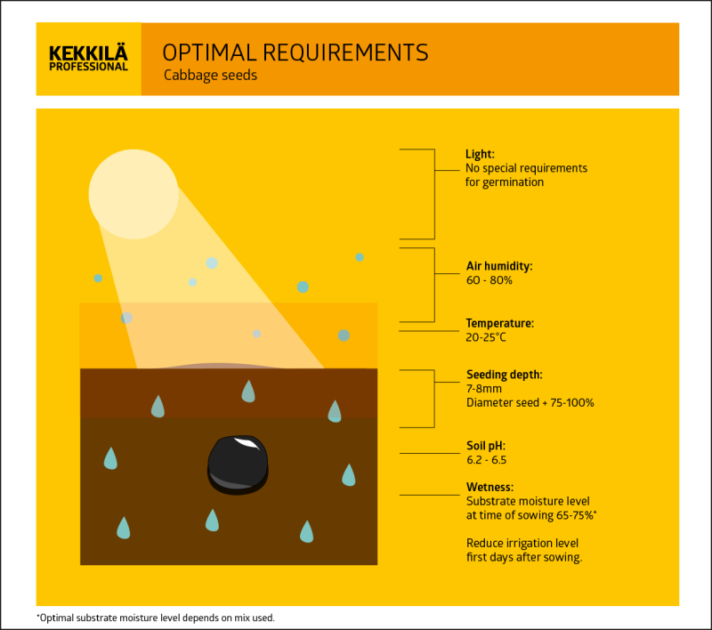 How to grow cabbage crops - Kekkilä Professional